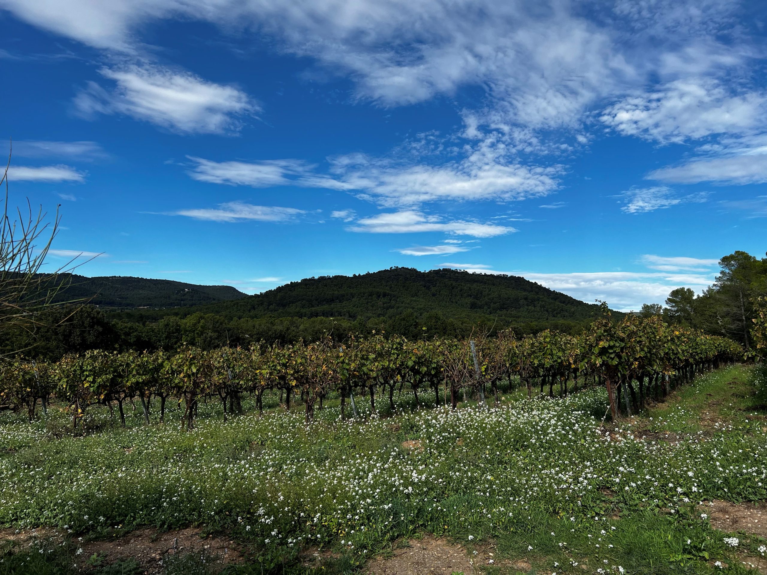 Domaine viticole la Croix Rousse vins de Provence